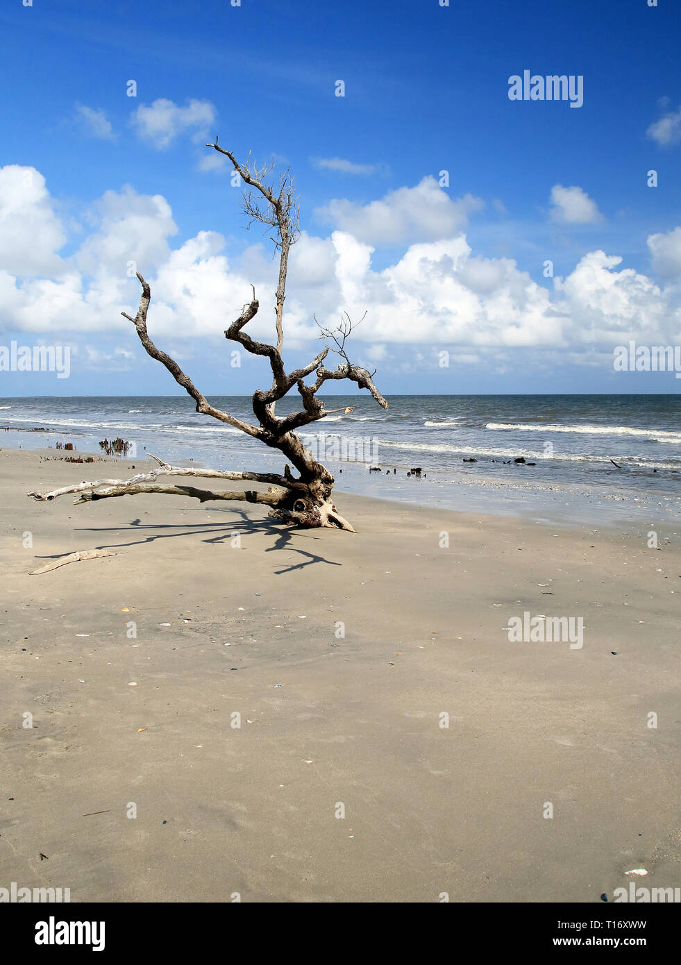 Botany Bay Plantation Heritage Preserve High Resolution Stock ...