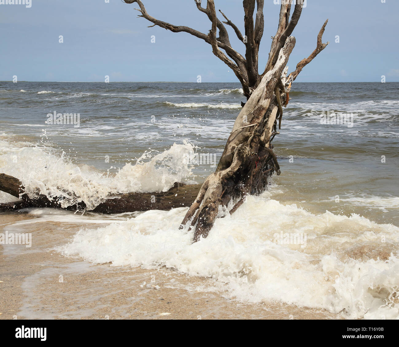 Botany Bay Plantation Heritage Preserve High Resolution Stock ...