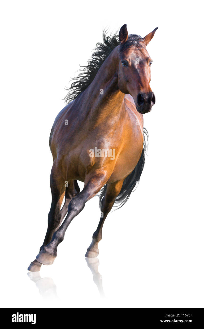 Brown horse runs isolated on white background Stock Photo - Alamy