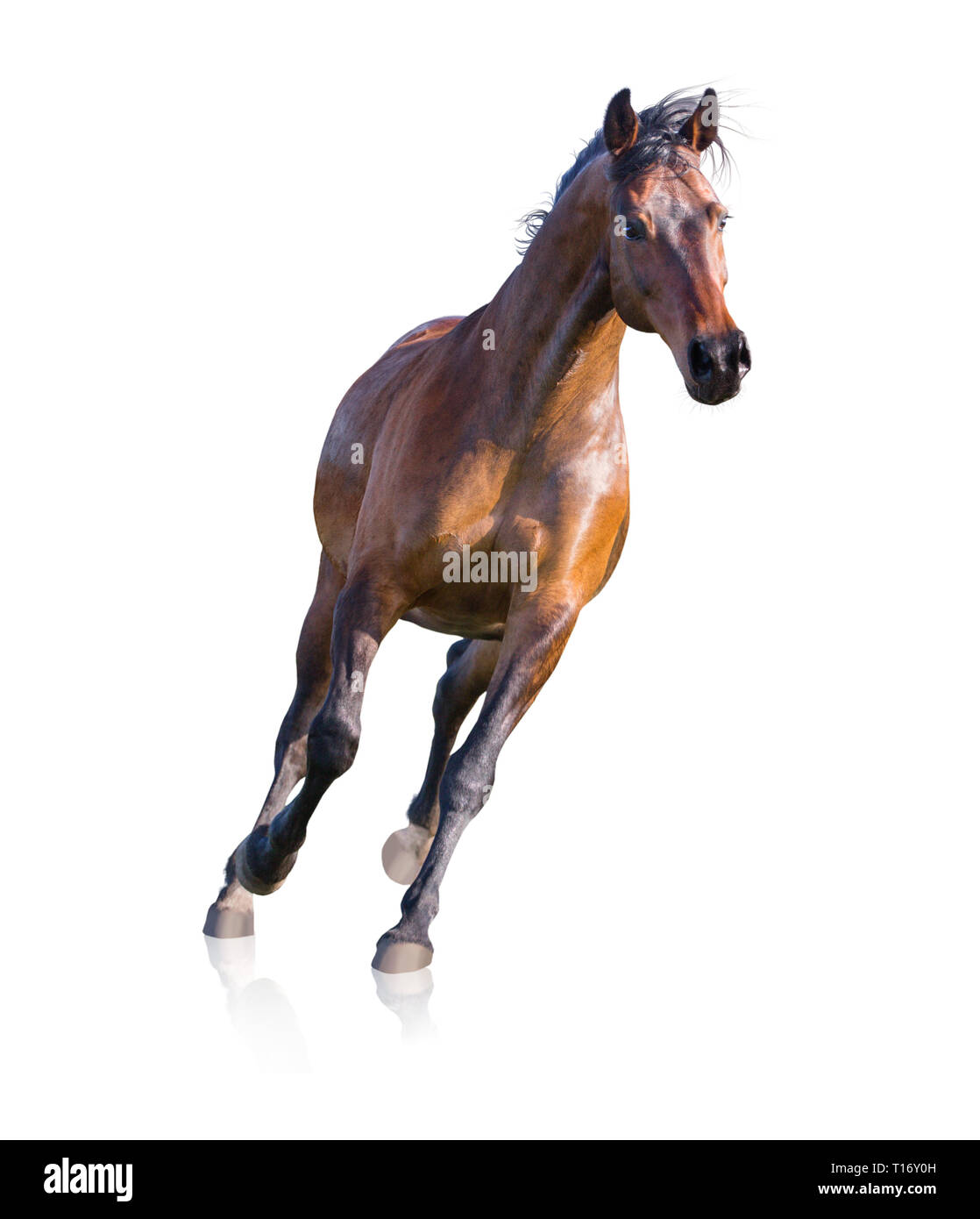 Brown horse runs isolated on white background Stock Photo - Alamy