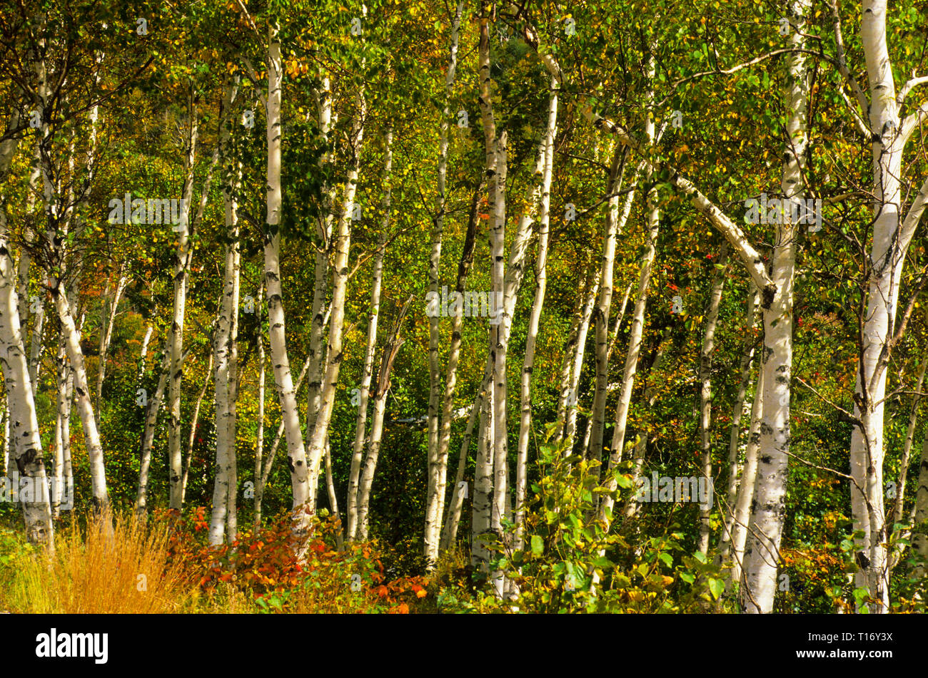 White Birch