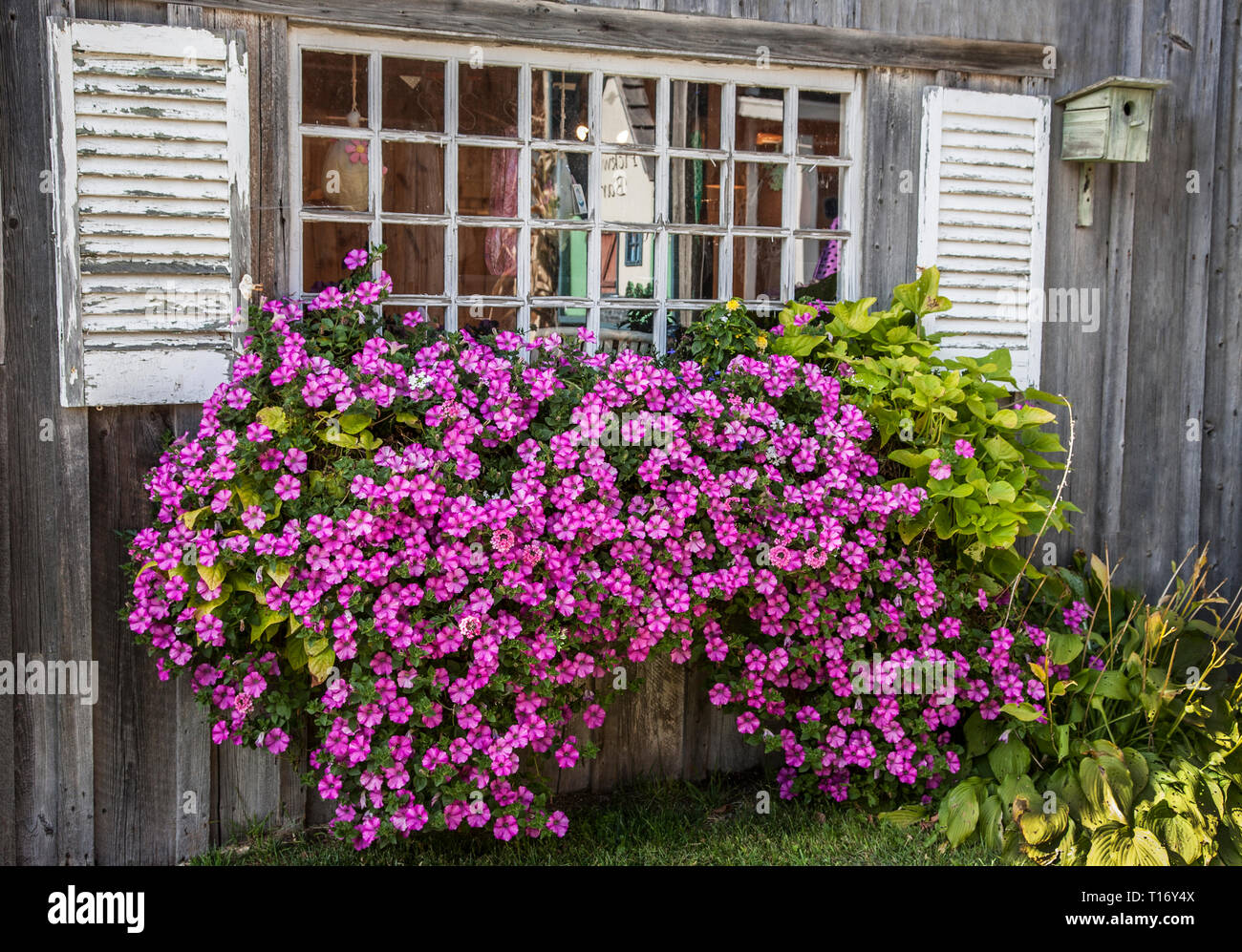 Petunia In Box High Resolution Stock Photography and Images - Alamy