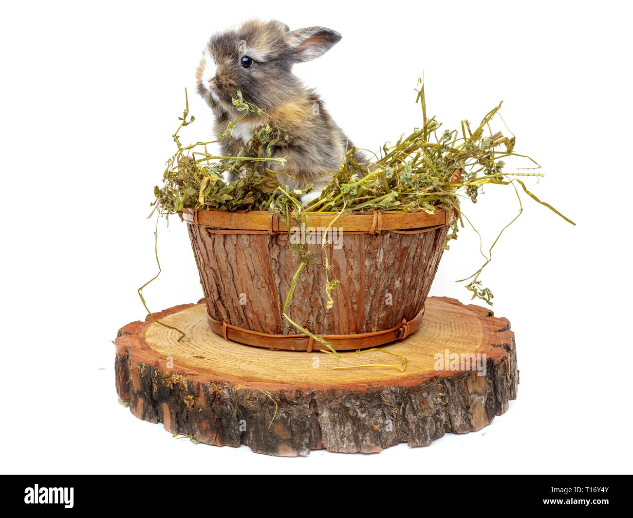 Cute baby rabbit in wooden basket with dry grass Stock Photo - Alamy