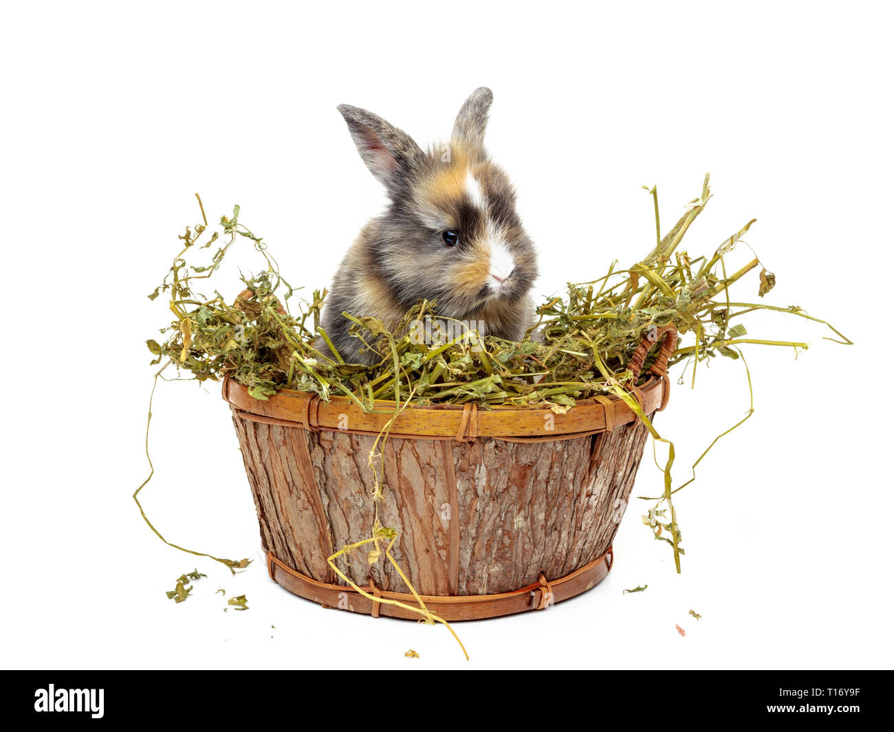 Cute baby rabbit in wooden basket with dry grass Stock Photo - Alamy