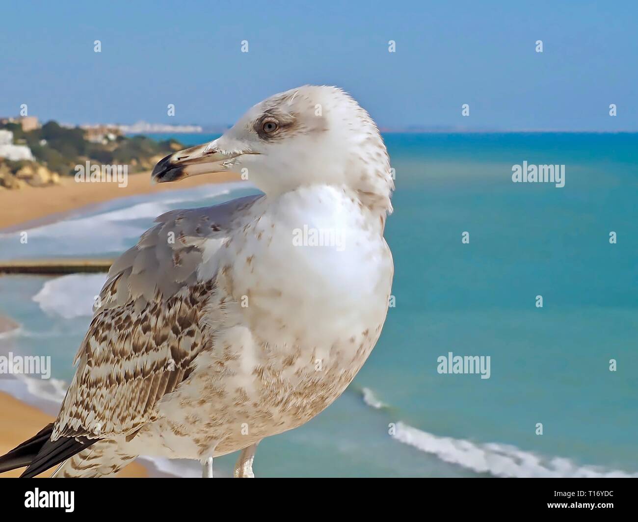 Cute macro of a young seagull Stock Photo - Alamy