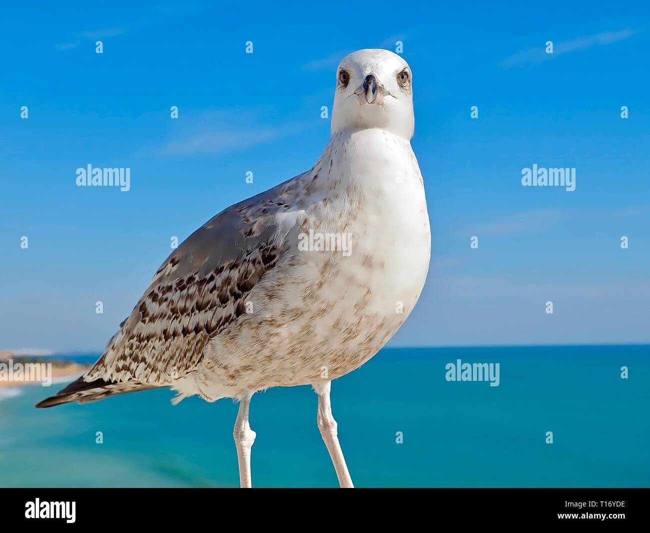 Cute macro of a young seagull Stock Photo - Alamy