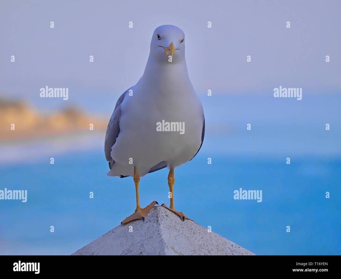 Cute macro of a young seagull Stock Photo - Alamy