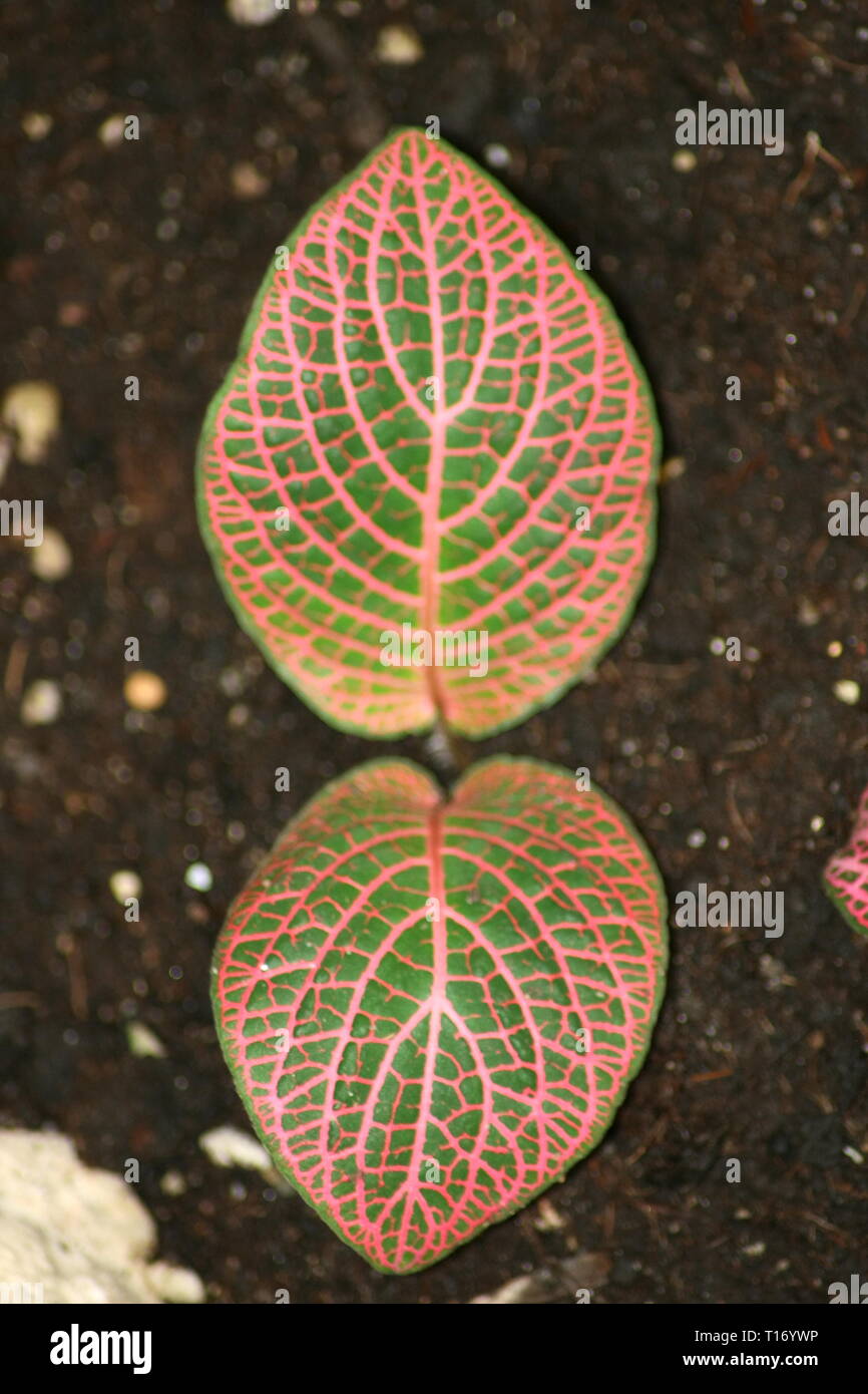 Two green plant leaves with red veins Stock Photo - Alamy