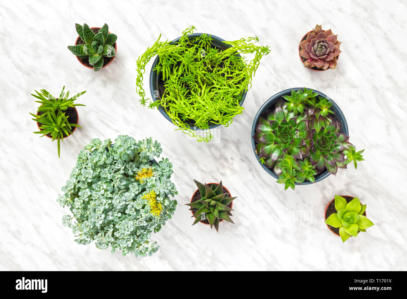 Houseplant small flower big leaves hi-res stock photography and images ...