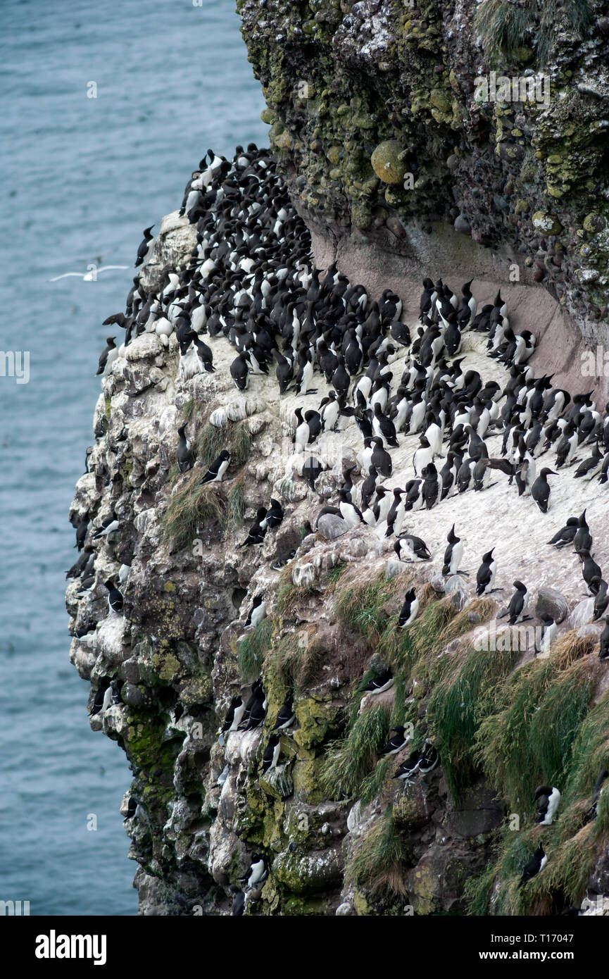 Cliff Nesting Birds High Resolution Stock Photography and Images - Alamy