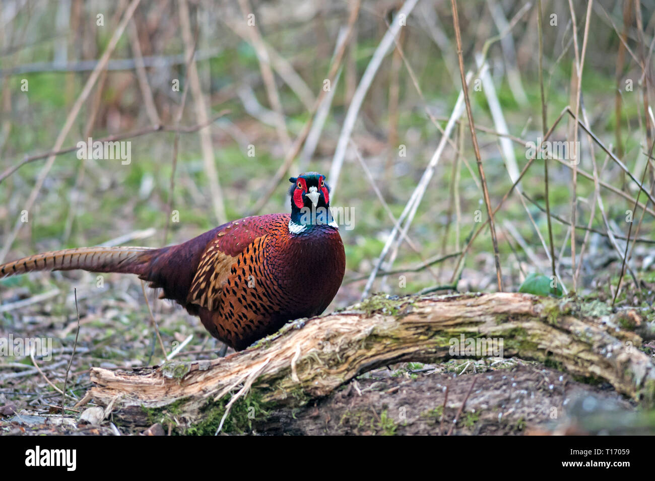 Eye level view of ring necked pheasant, Phasianus colchicus, standing ...