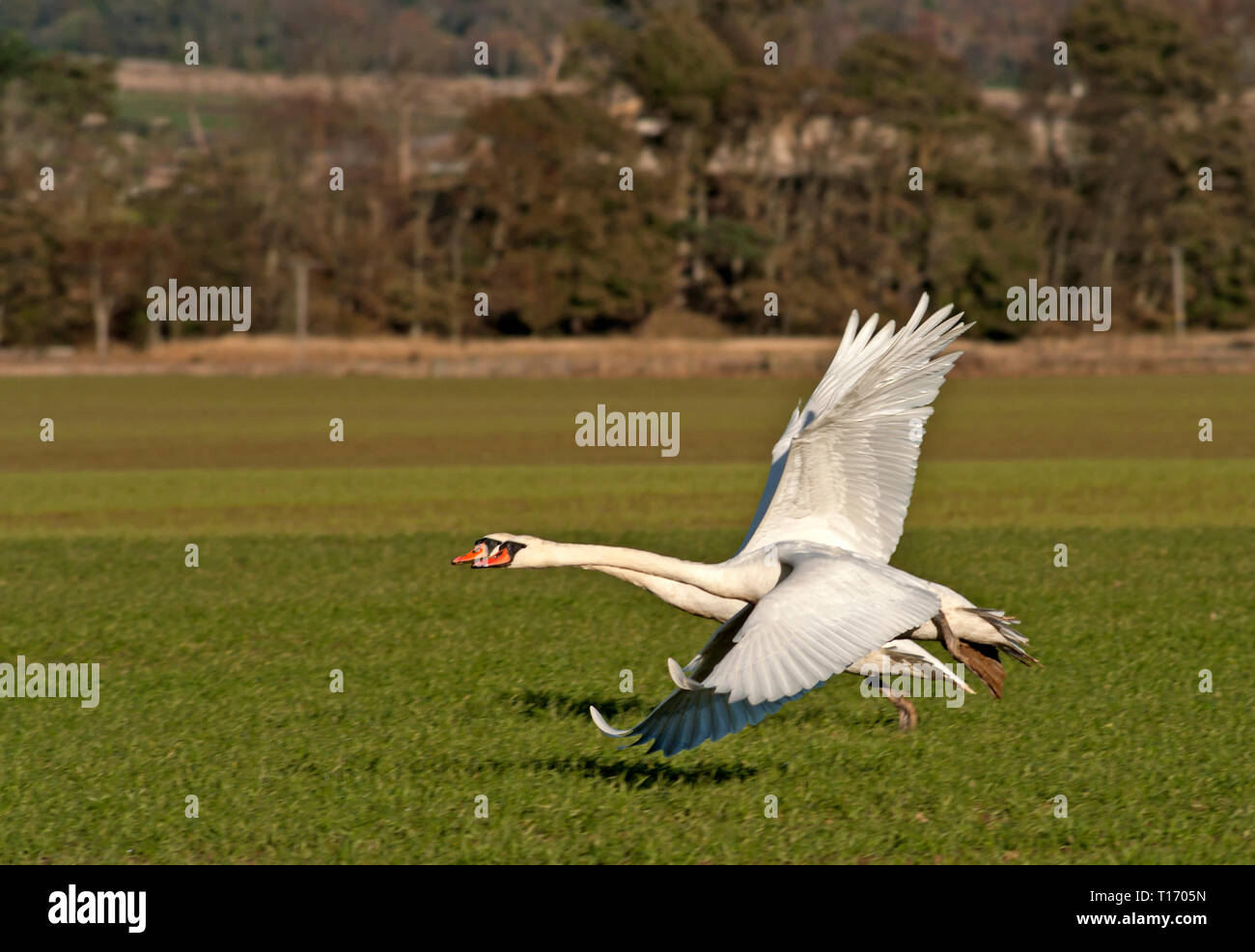 Synchronised birds flying hi-res stock photography and images - Alamy