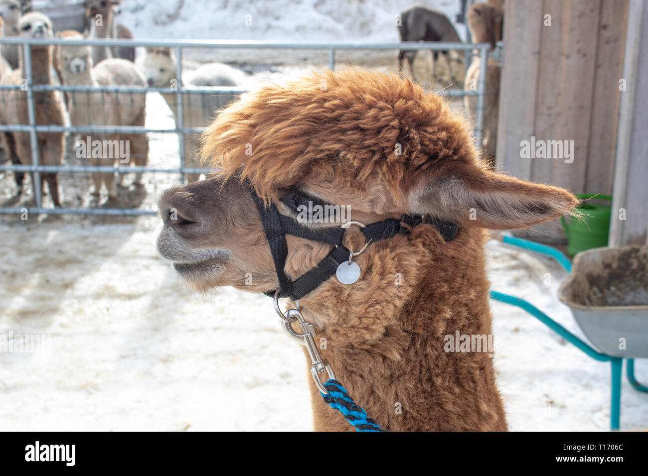Cute brown Alpaca face closeup in glistening sunlight in front of ...