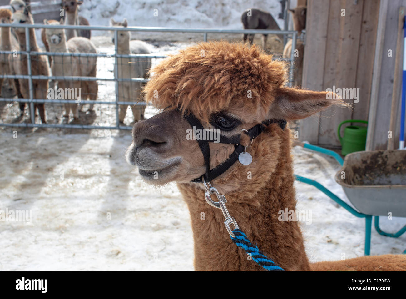 Cute brown Alpaca face closeup in glistening sunlight in front of ...