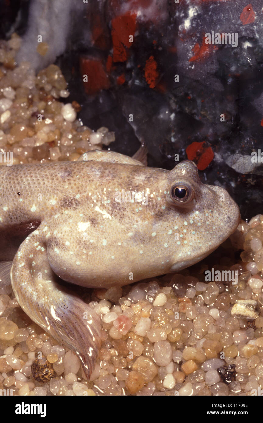 Great blue-spotted mudskipper (Boleophthalmus pectinirostris Stock ...