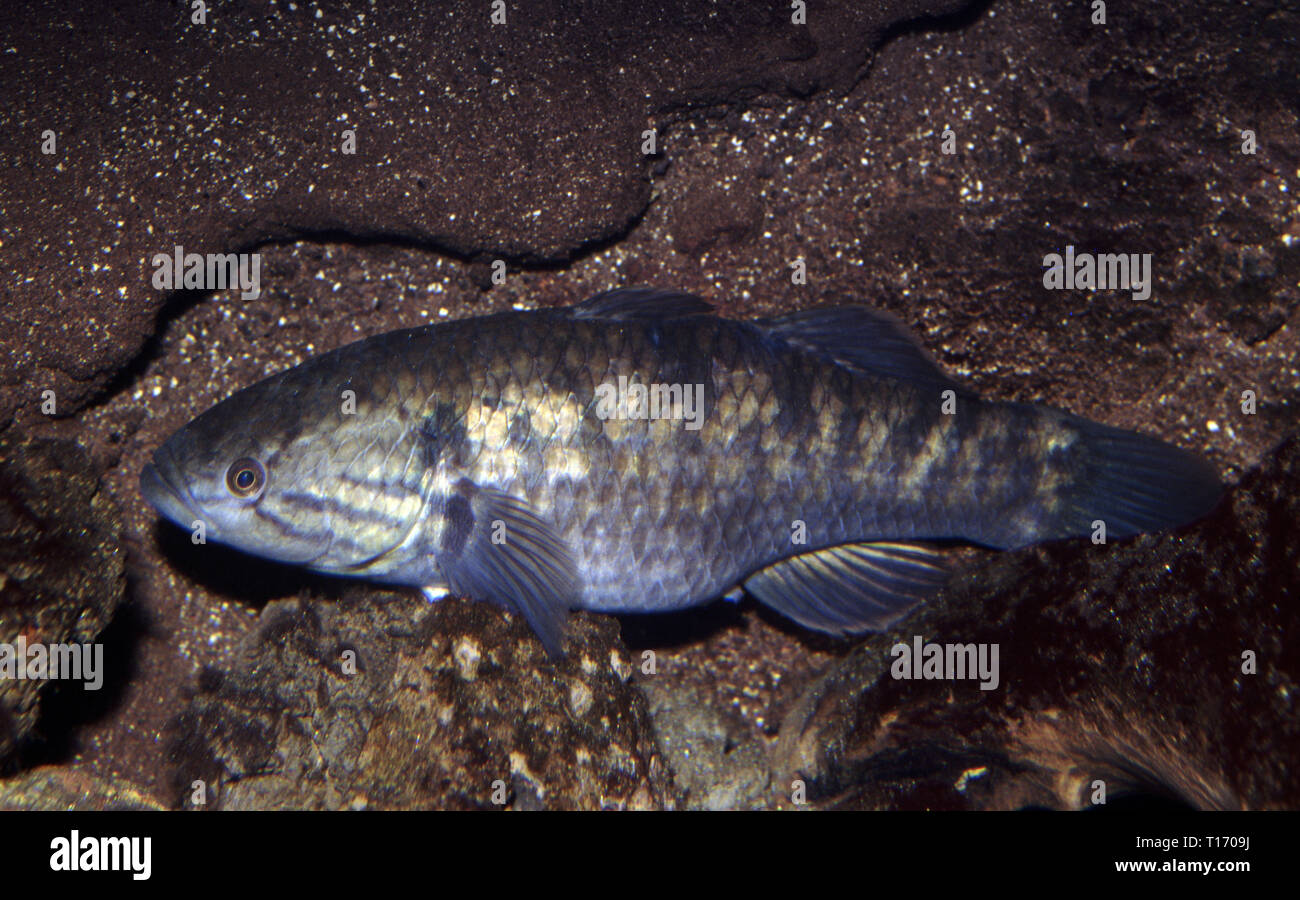 Northern purple spotted gudgeon (Mogurnda mogurnda Stock Photo - Alamy
