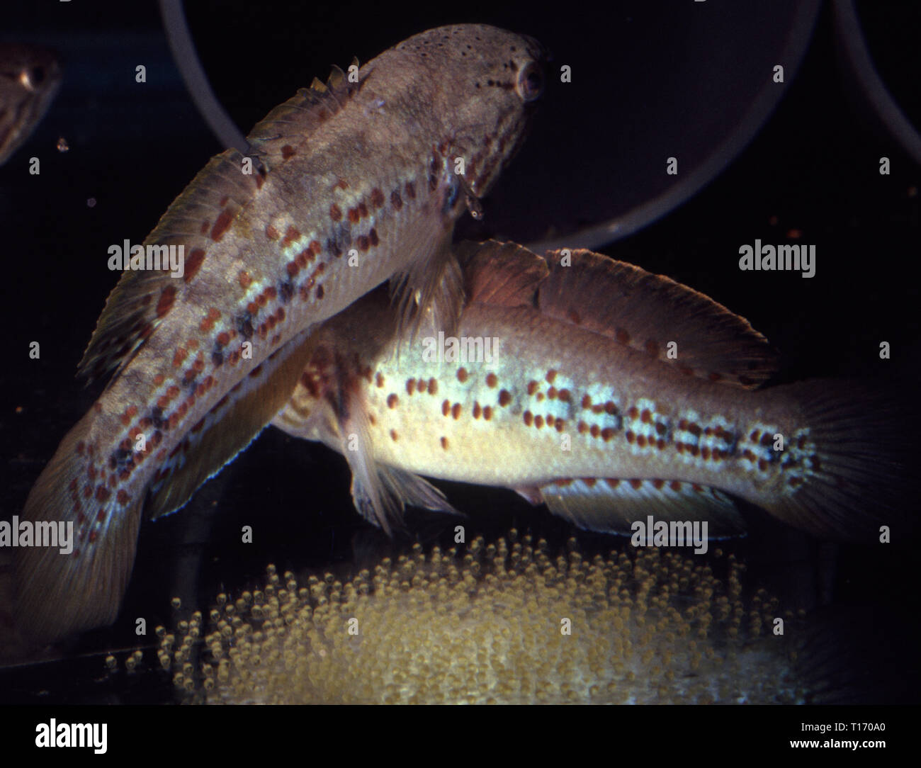 Purple Spotted Goby