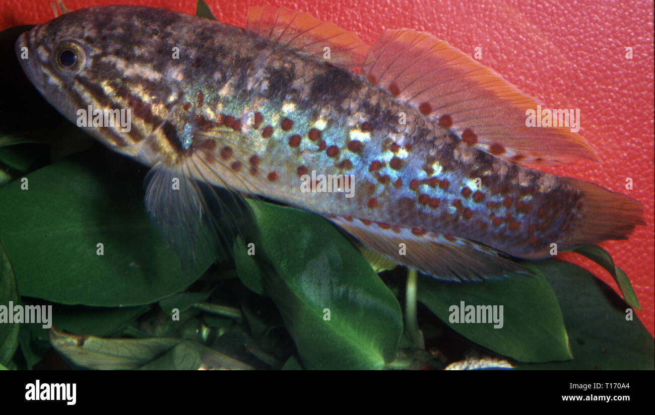 Southern purplespotted gudgeon (Mogurnda adspersa Stock Photo - Alamy