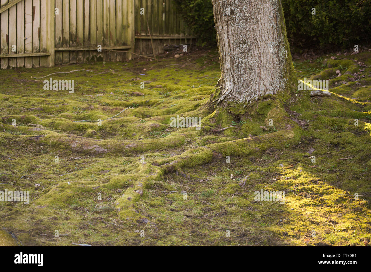 Moss and tree roots hi-res stock photography and images - Alamy