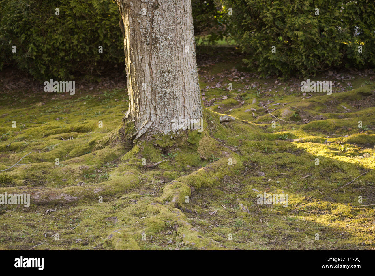 Moss Tree Bark Canada High Resolution Stock Photography and Images - Alamy