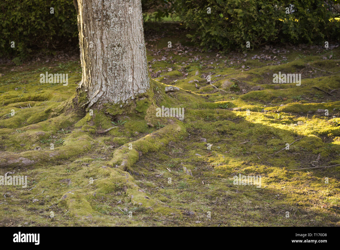 Tree foot roots hi-res stock photography and images - Alamy