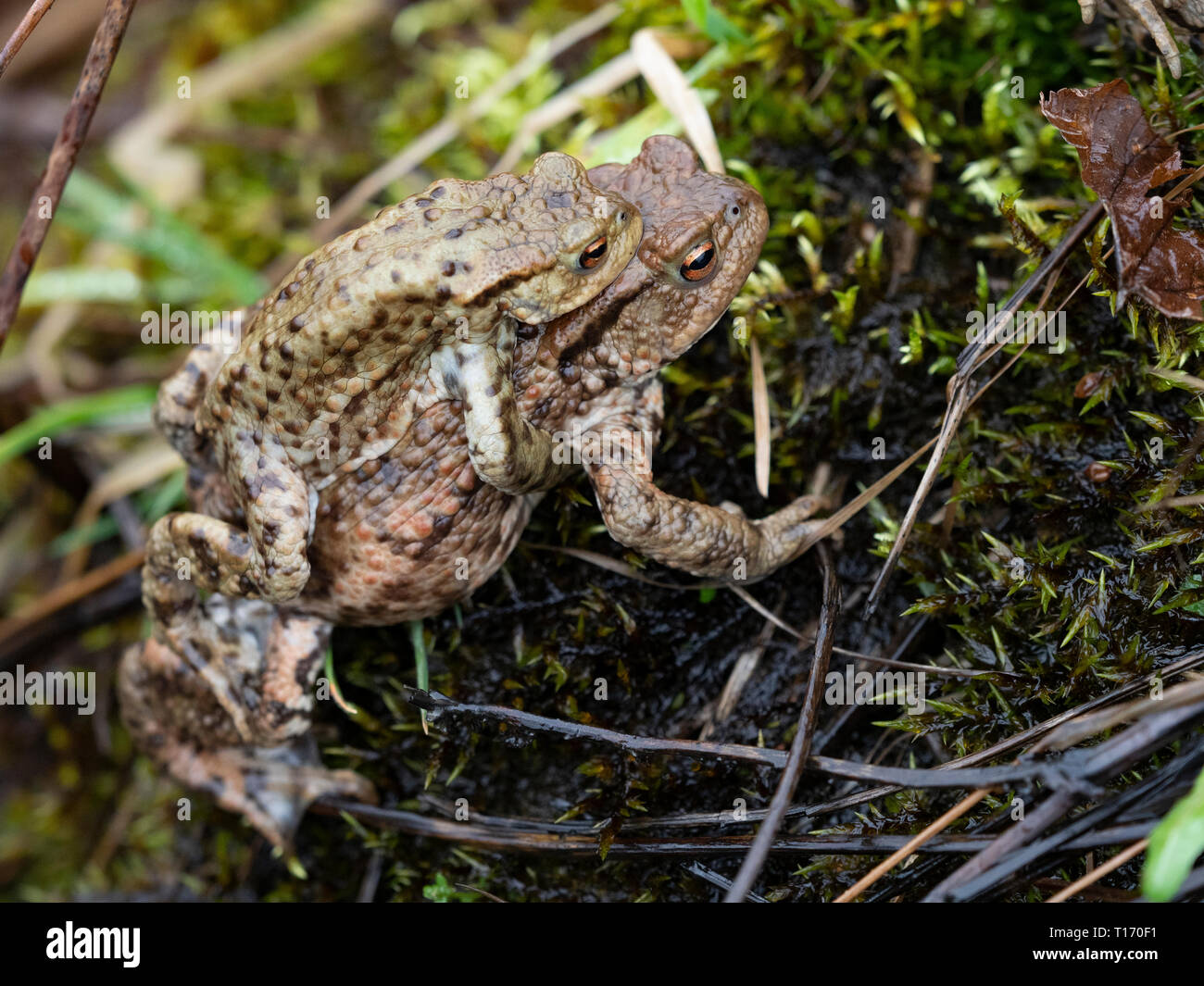 Pair of Common Toads in amplexus, Scotland, UK Stock Photo - Alamy