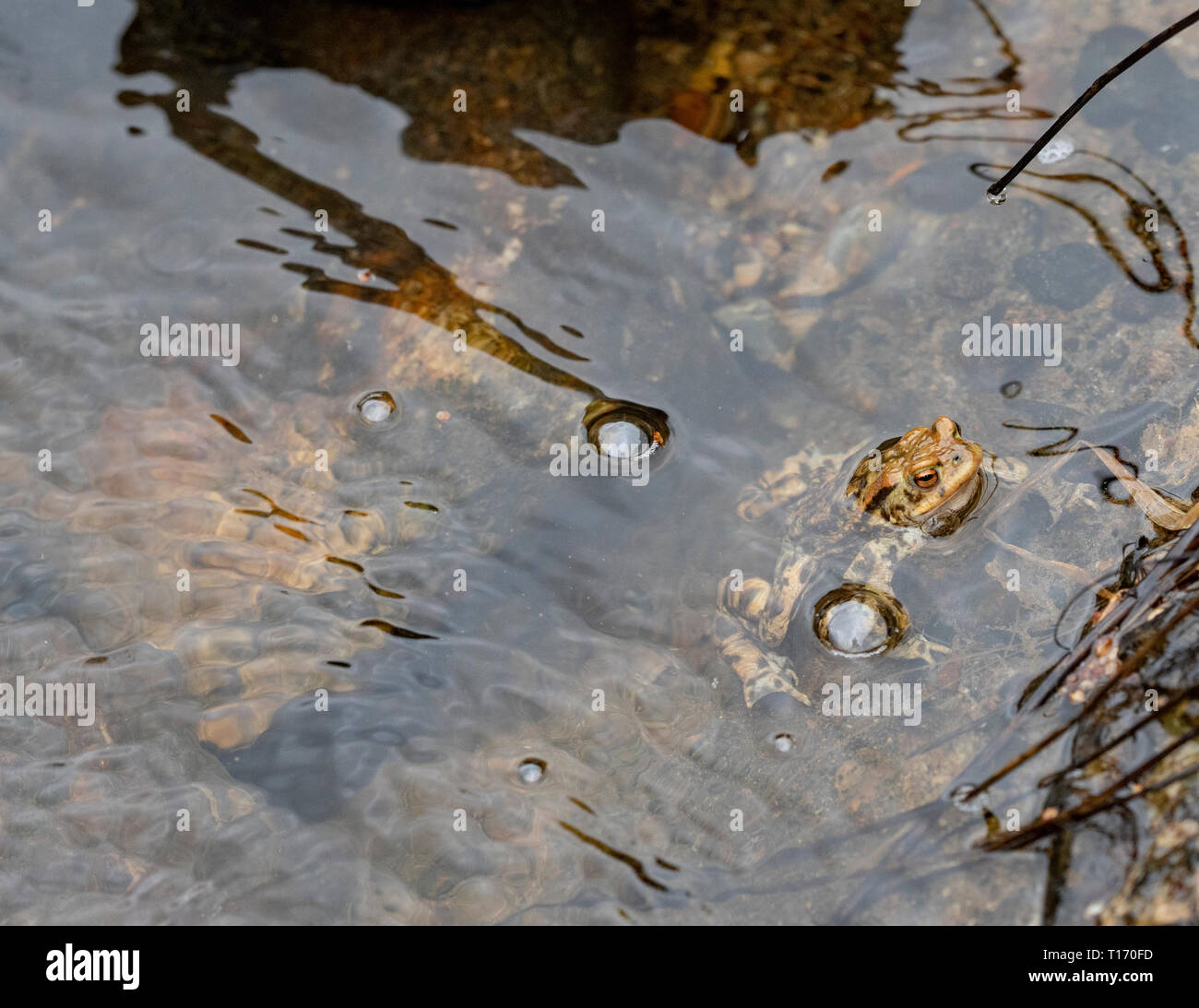 Common Toad in a woodland pond, Scotland, UK Stock Photo - Alamy