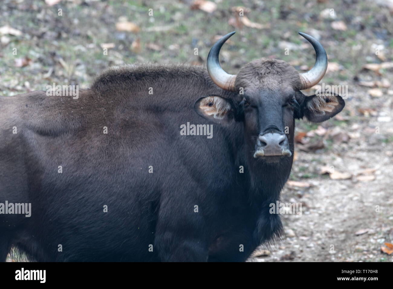 Gaur (Bos gaurus) is also known as the Indian Bison and is considered ...