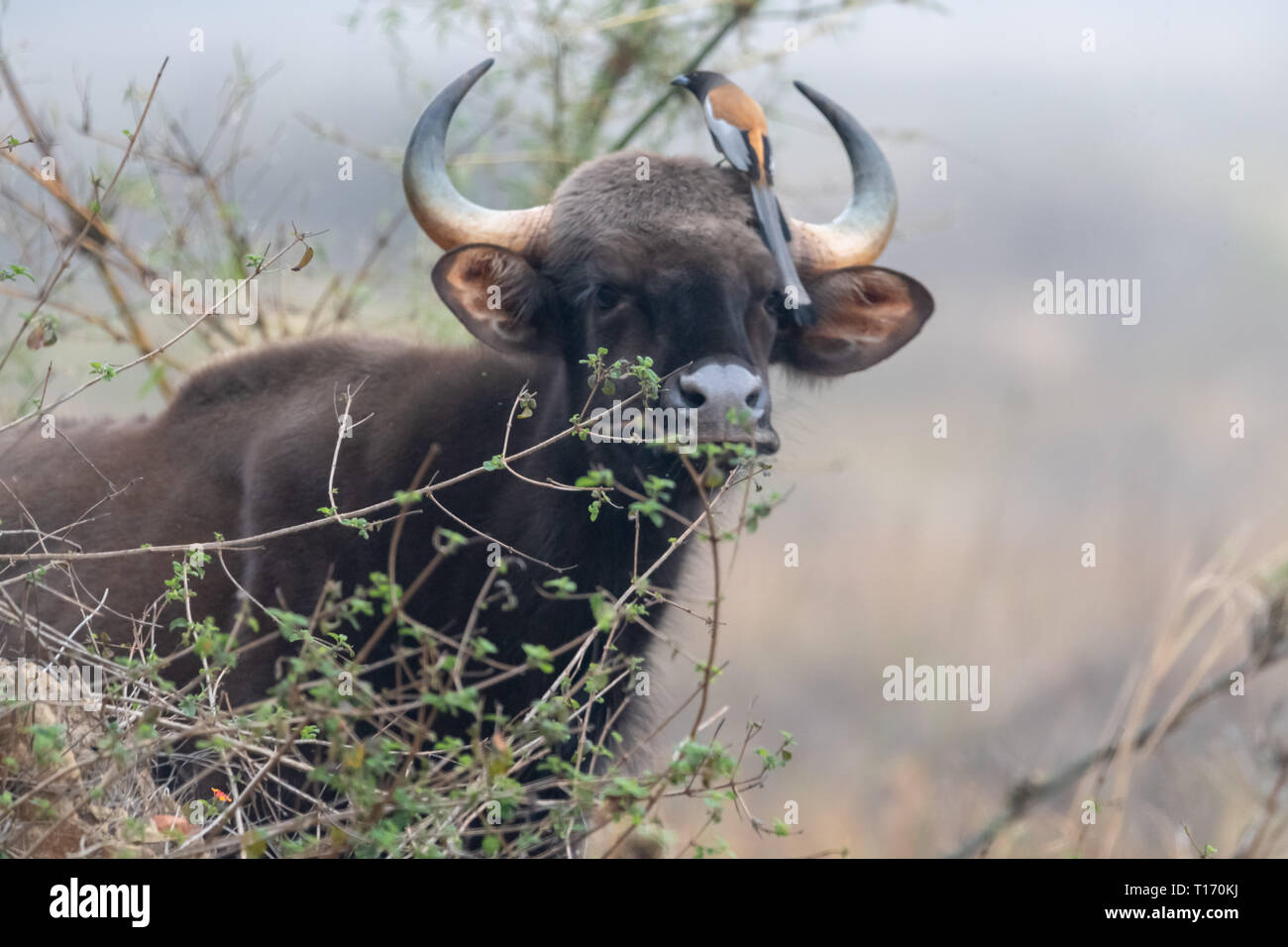 Gaur (Bos gaurus) is also known as the Indian Bison and is considered ...