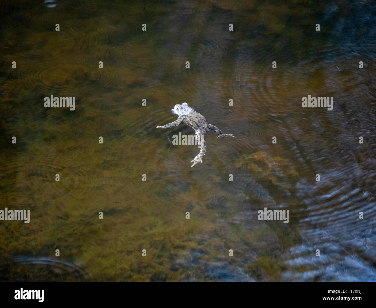 Common Toad in a woodland pond, UK Stock Photo - Alamy