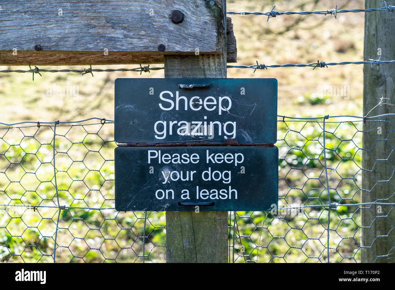 Sheep grazing please keep your dog on a leash sign Stock Photo - Alamy