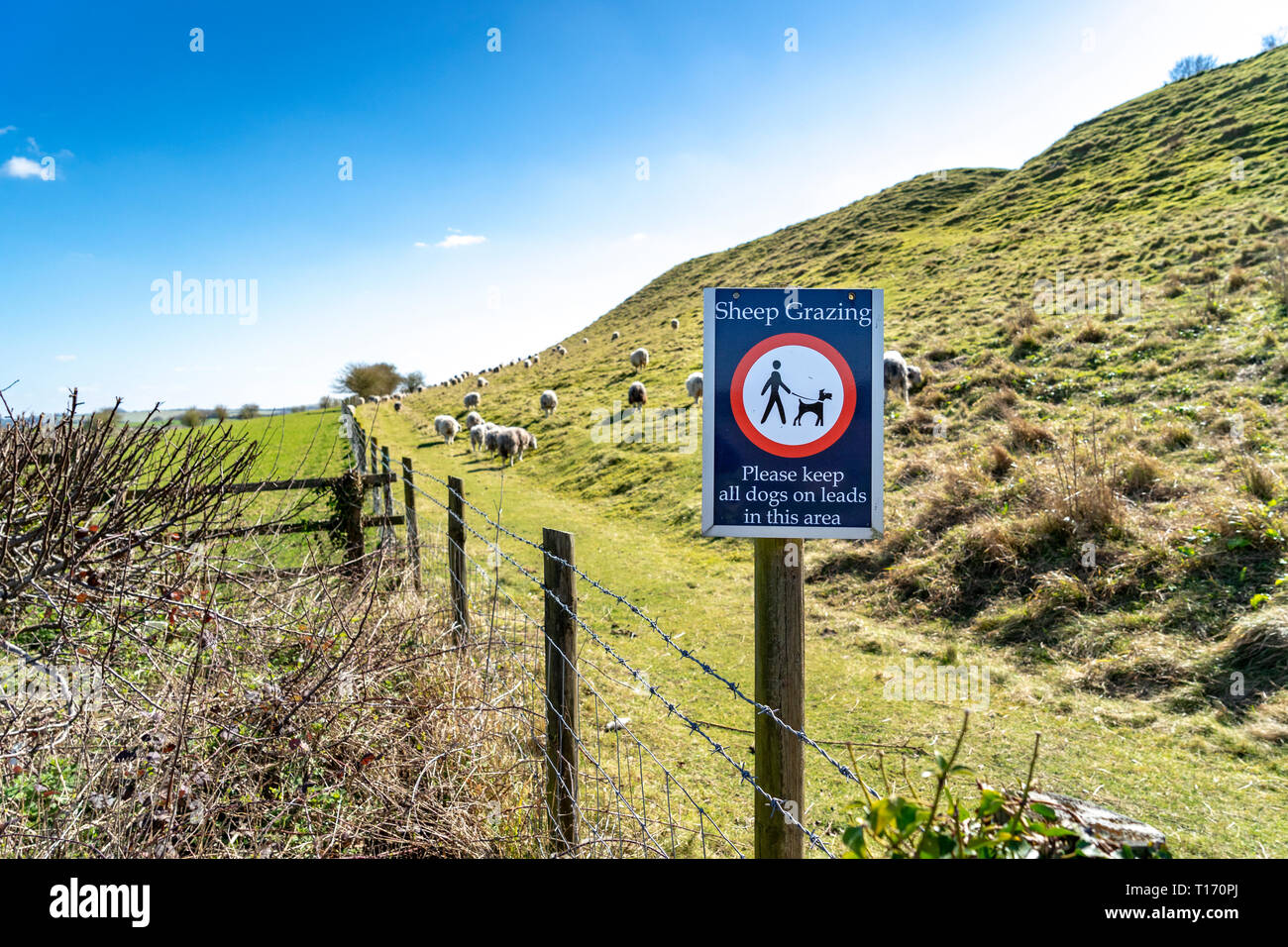 Sheep grazing keep dogs on lead sign Stock Photo - Alamy