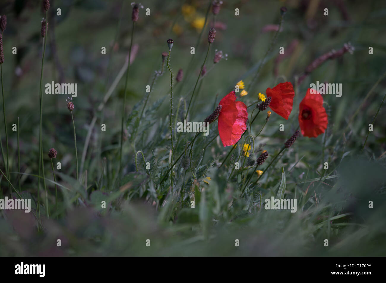 Poppys in field Stock Photo - Alamy