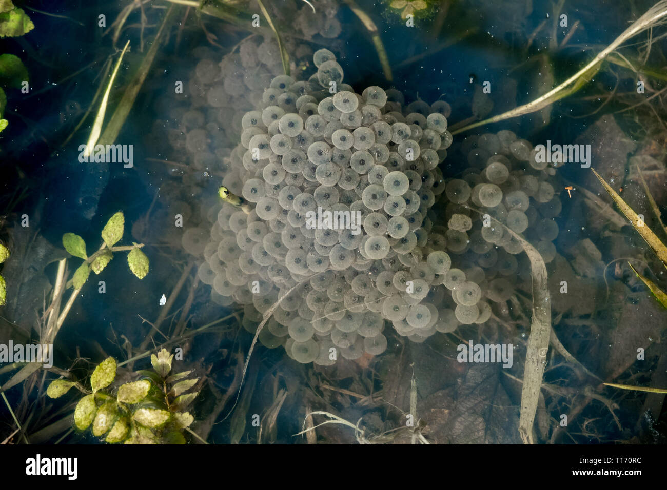 Frogspawn in pond Stock Photo - Alamy