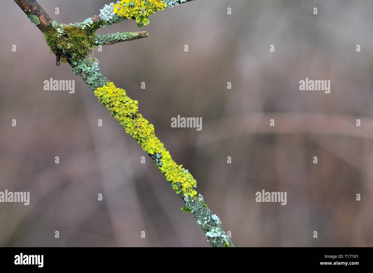 Yellow scale hi-res stock photography and images - Alamy