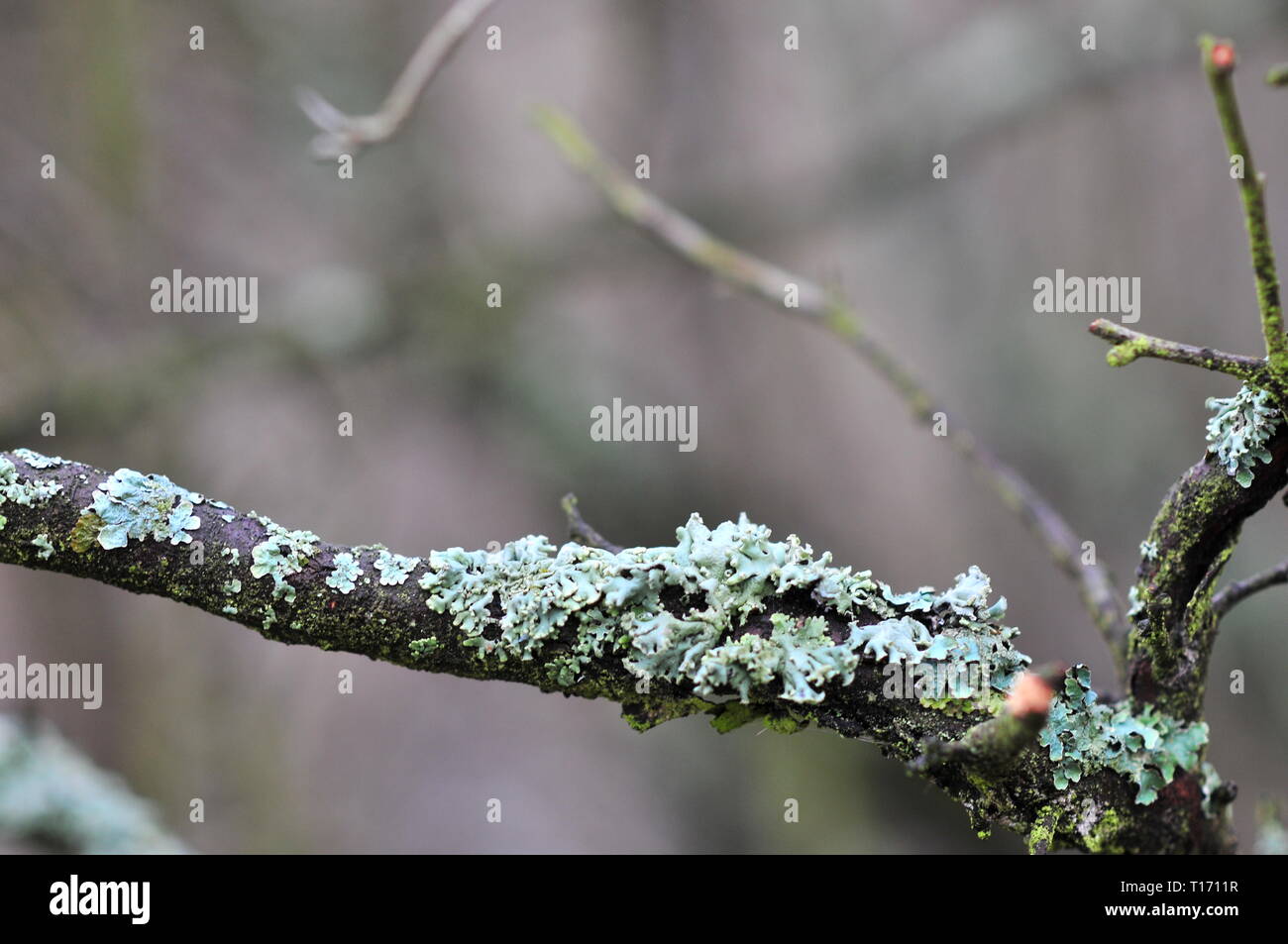 Hypogymnia physodes lichenized fungi growing on a branch. Lichen Stock ...
