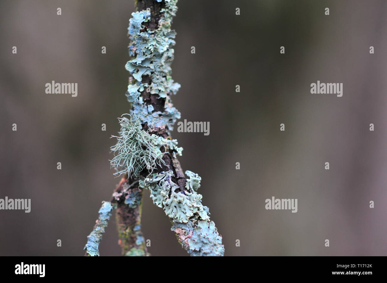 Hypogymnia physodes and Usnea filipendula (fishbone beard lichen ...