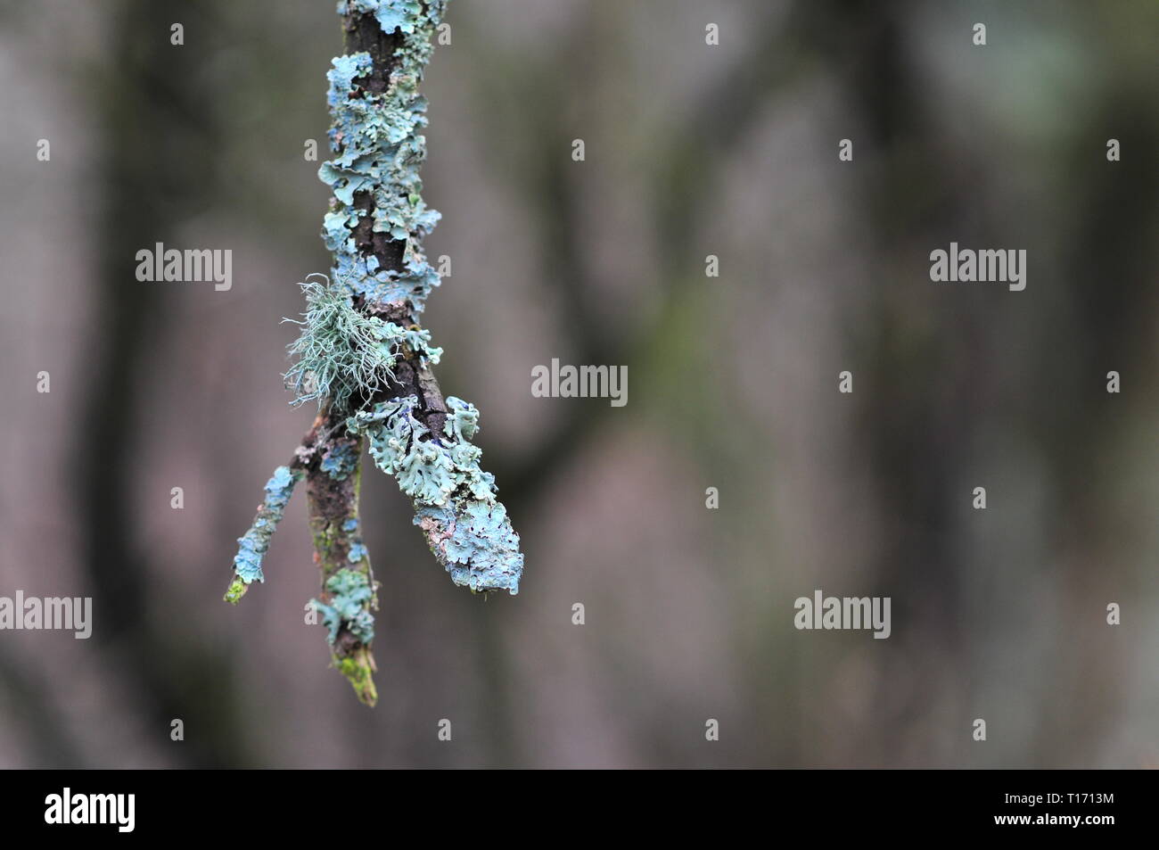 Fishbone tree hi-res stock photography and images - Alamy