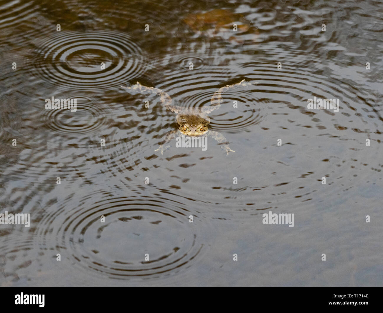 Common Toad swimming in a woodland pond, UK Stock Photo - Alamy