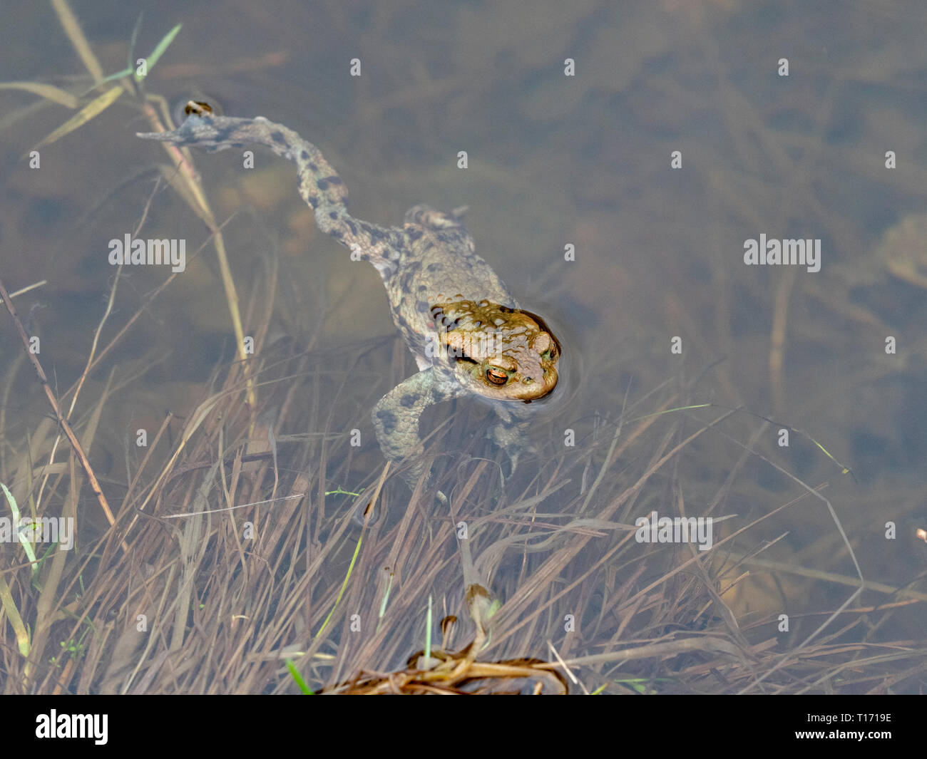 Common Toad in a woodland pond, UK Stock Photo - Alamy