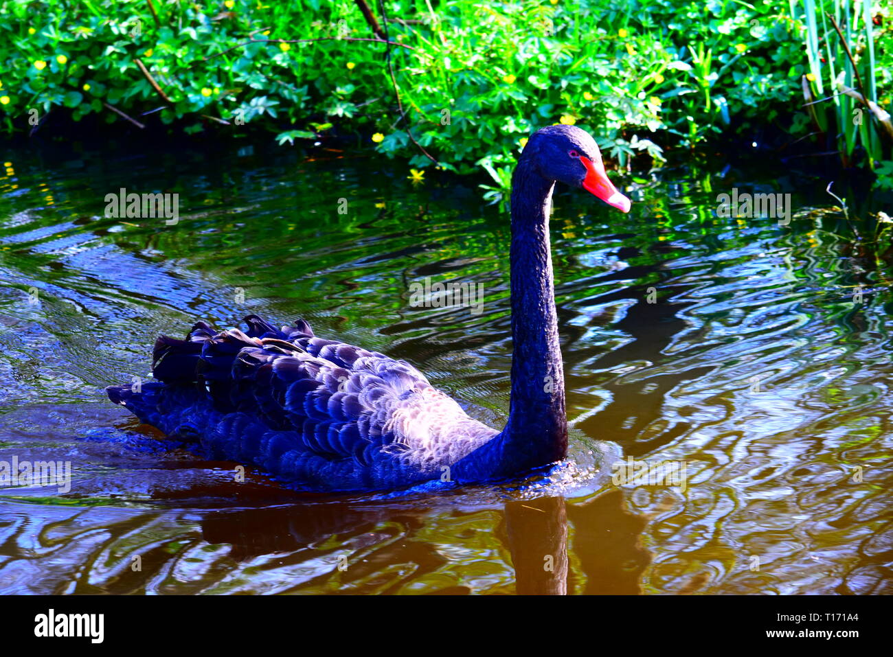 rare black swan in small canal near haarlem,holland Stock Photo - Alamy
