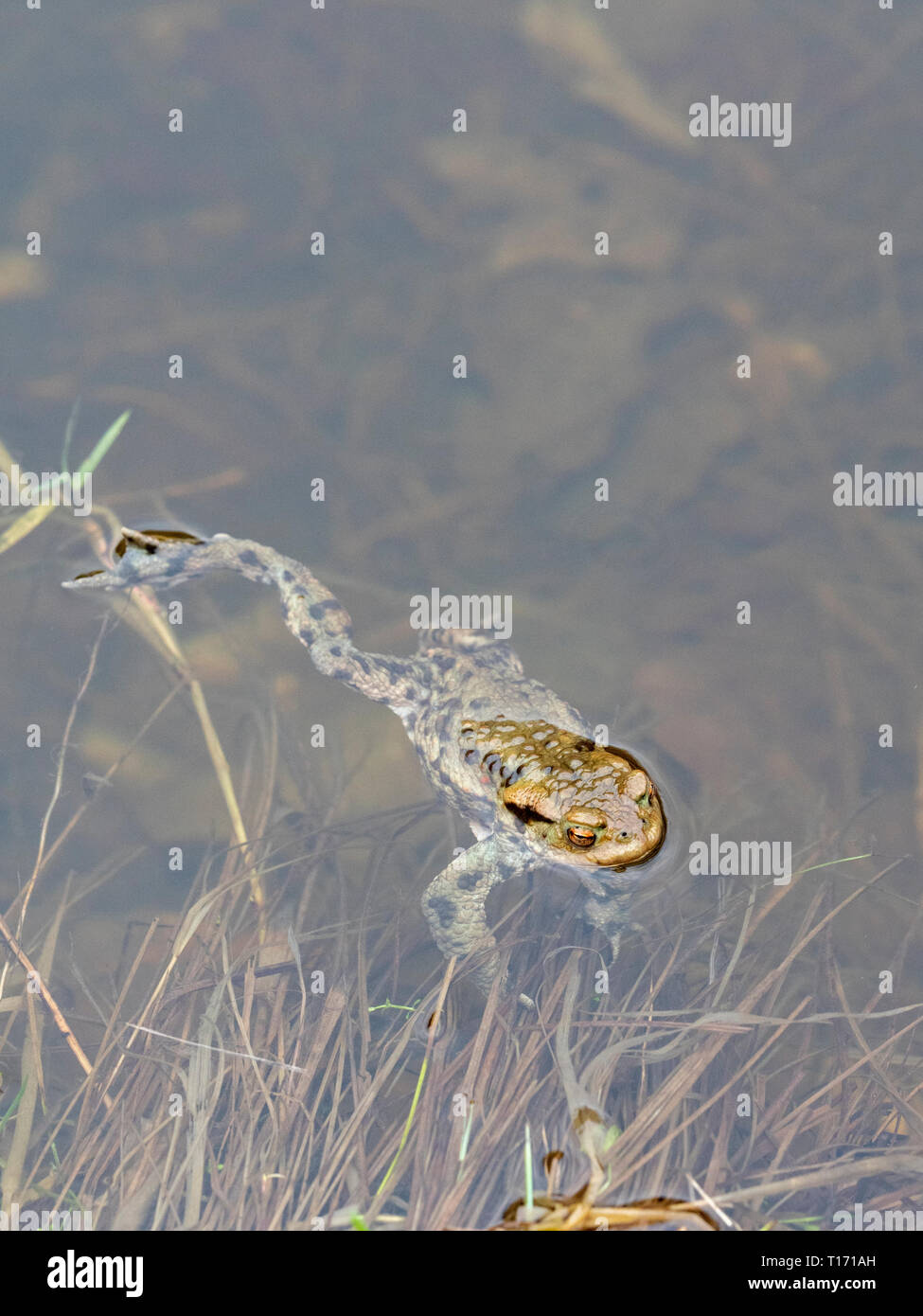 Common Toad in a woodland pond, UK Stock Photo - Alamy