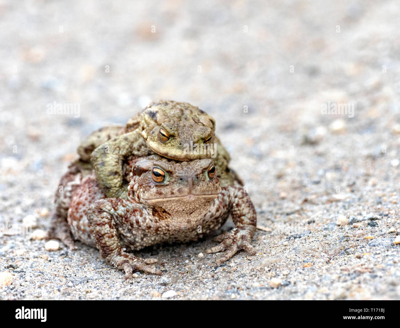 Pair of Common Toads in amplexus, travelling to breeding area, Scotland ...