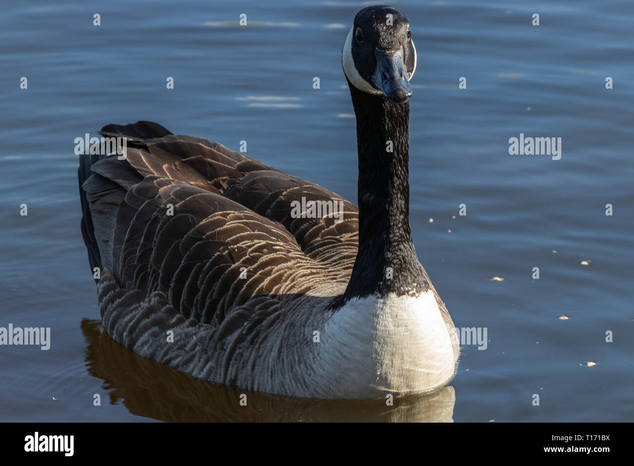 Canadian goose lake hi-res stock photography and images - Alamy
