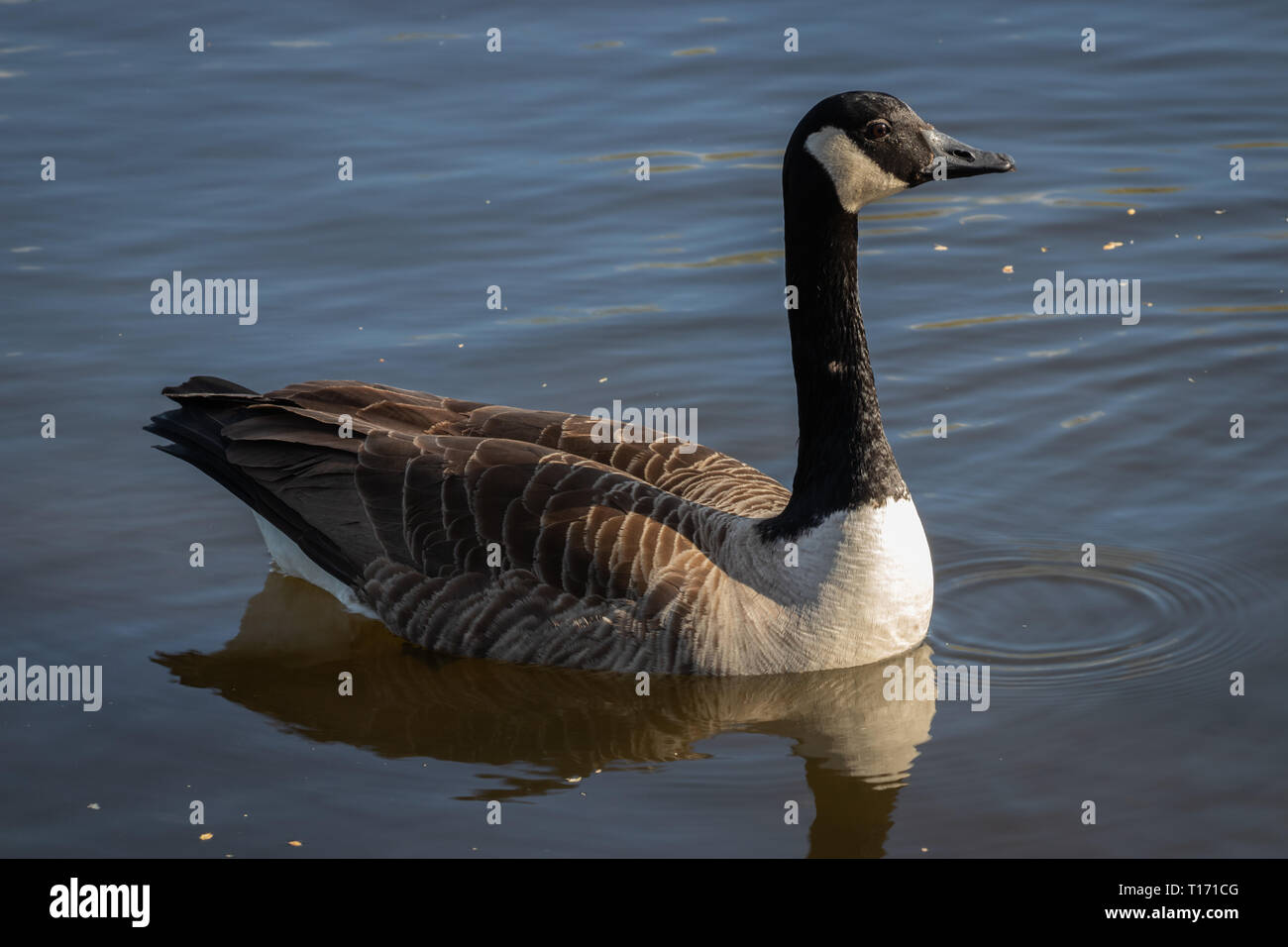 Canadian goose lake hi-res stock photography and images - Alamy