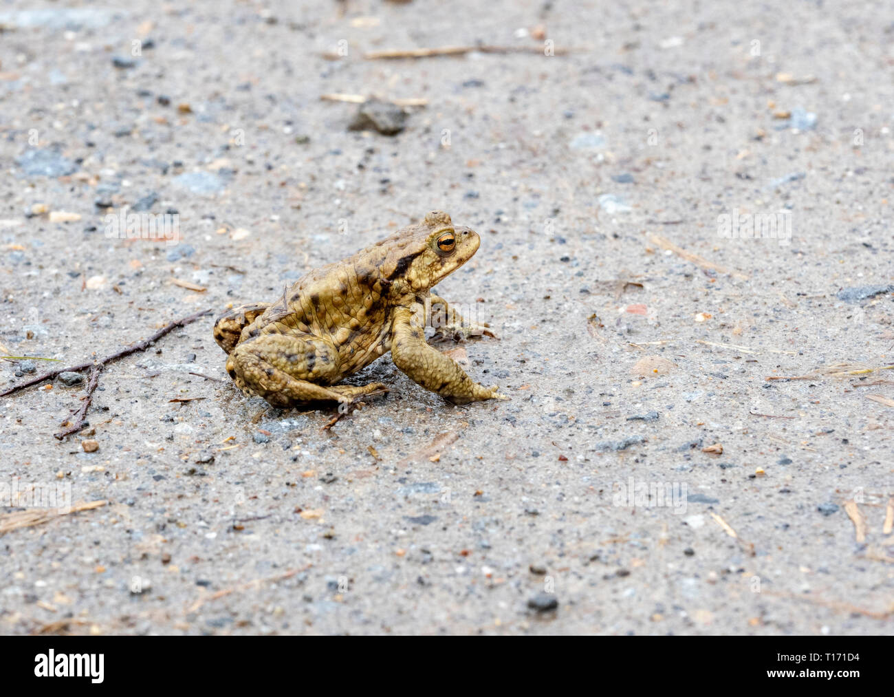 Common toad crossing road hi-res stock photography and images - Alamy