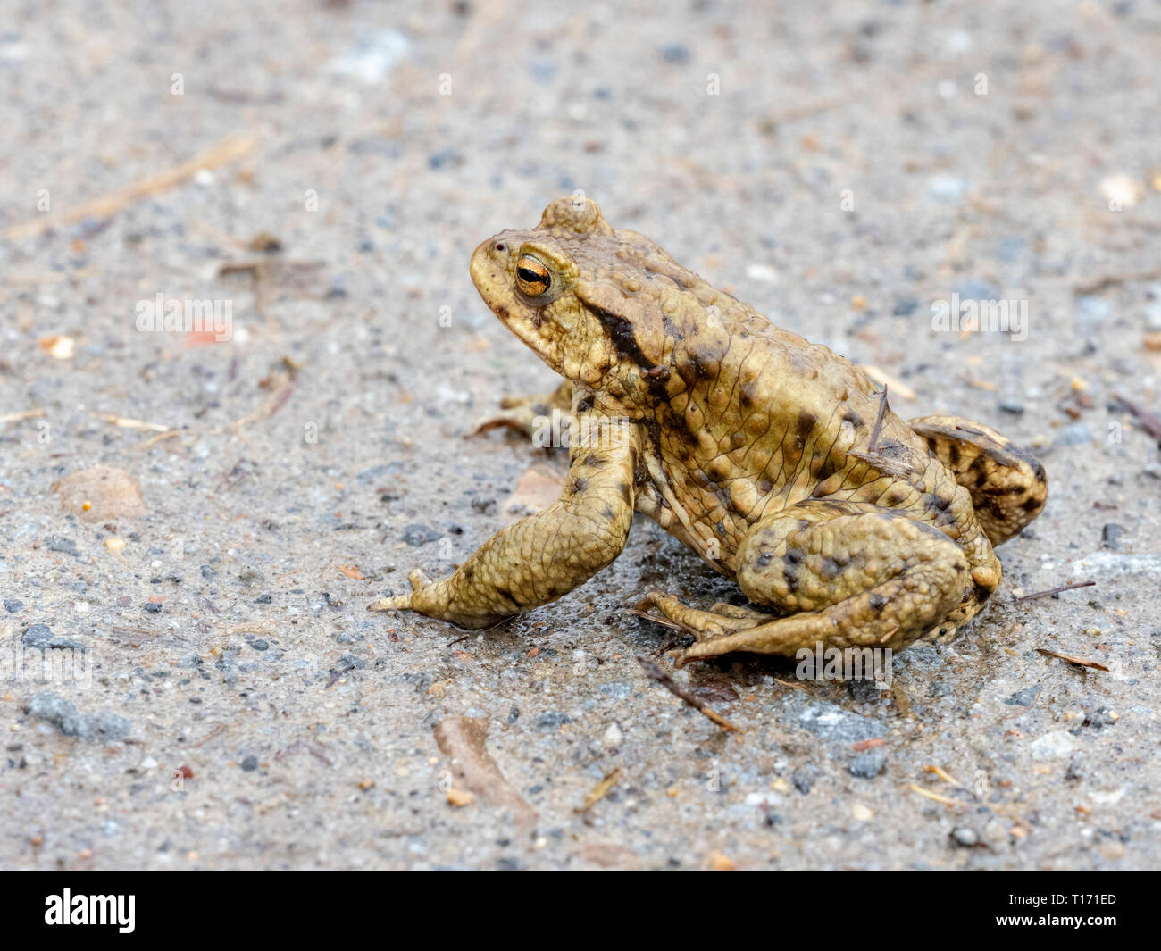 Common Toad on a road, Scotland, UK Stock Photo - Alamy
