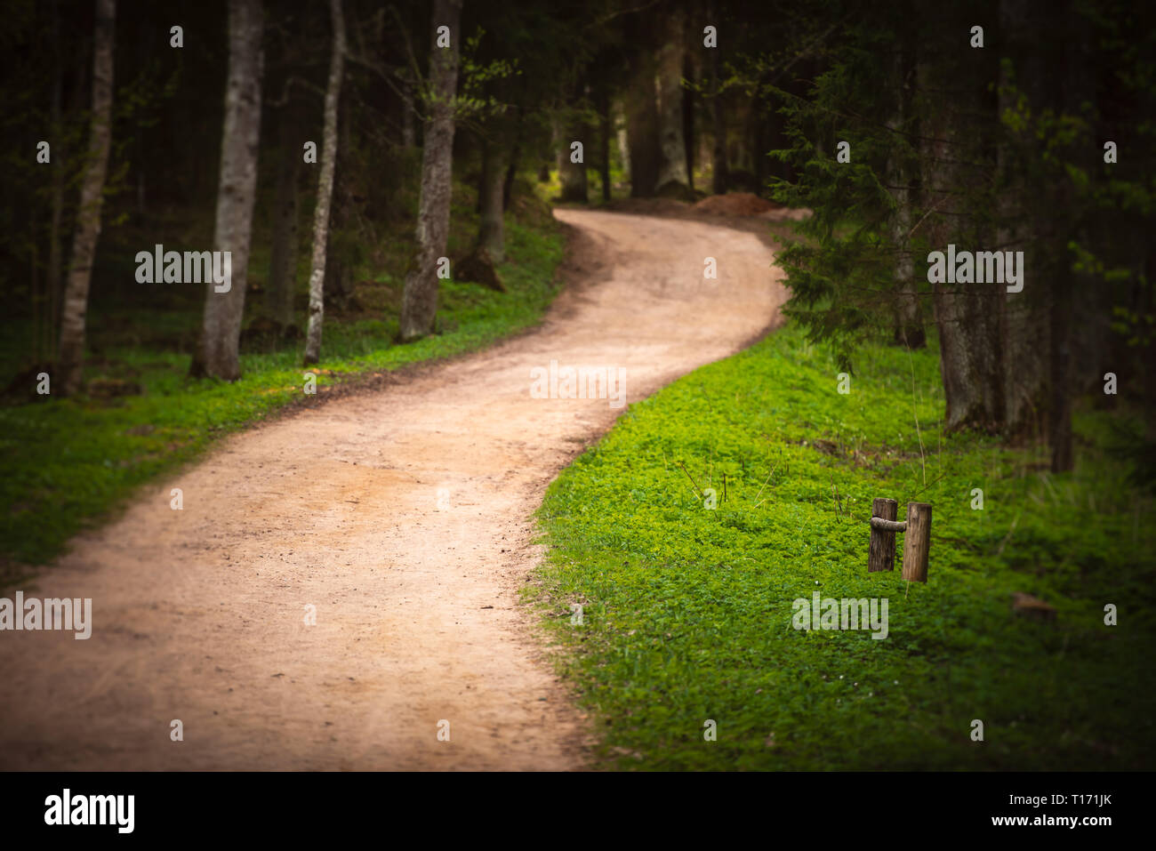 Emplty curved sand forest path in summer. Trees on sides of road Stock ...