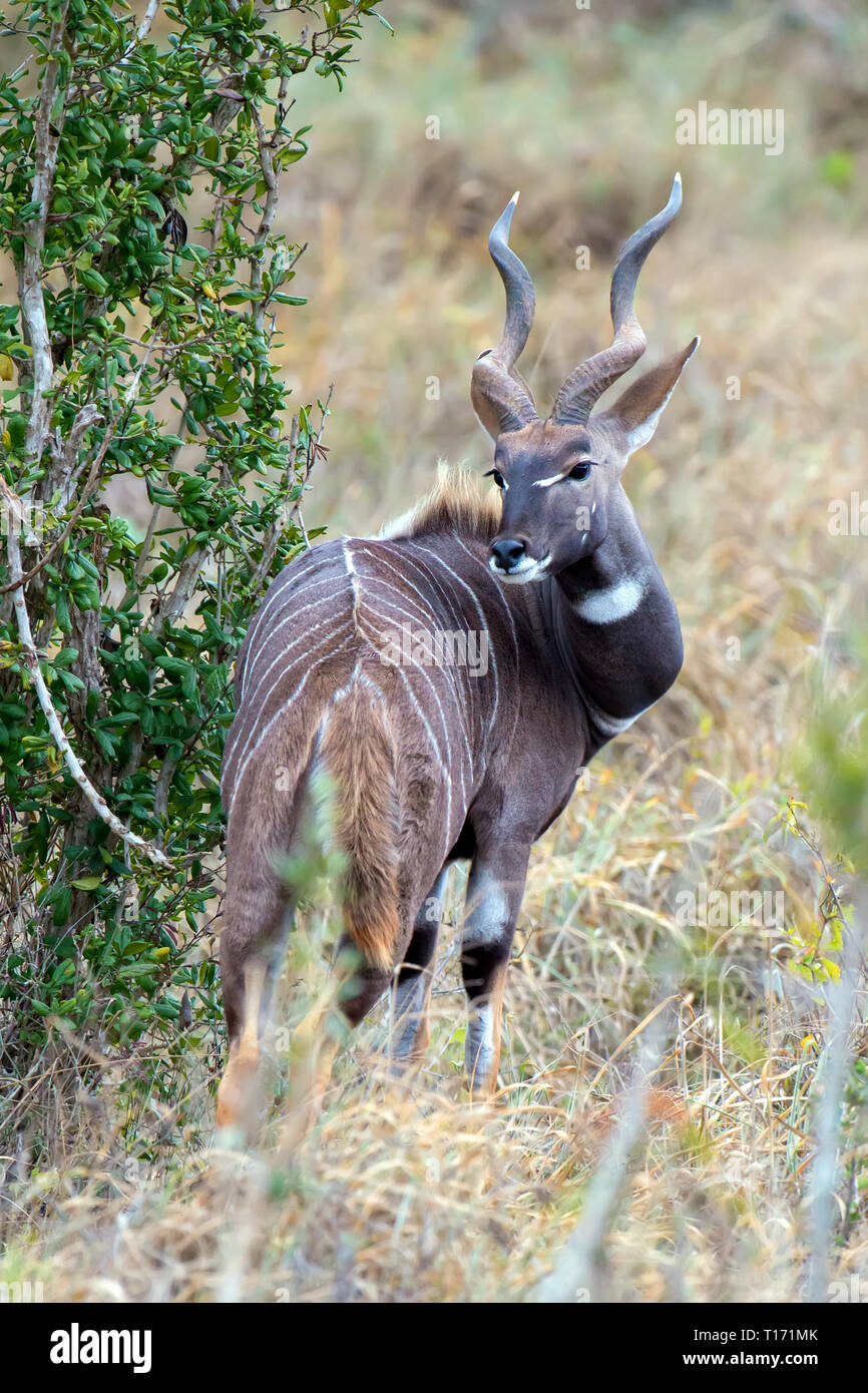 Kudu animal hi-res stock photography and images - Alamy