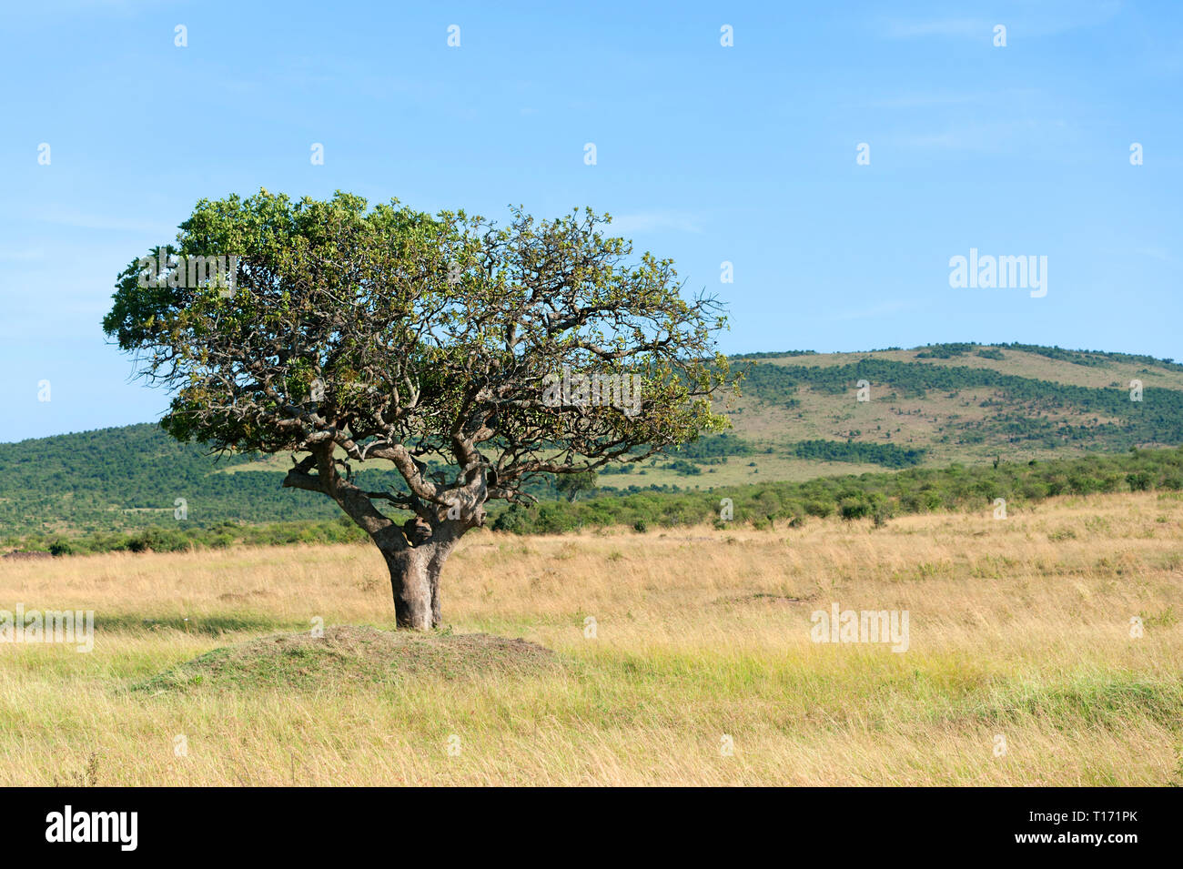 Beautiful landscape with nobody tree in Africa Stock Photo - Alamy